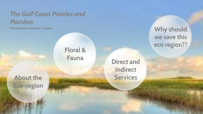 The Gulf Coast Prairies and Marshes by Chelsea Hua on Prezi
