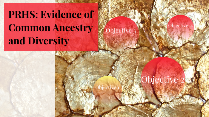 PRHS Evidence of Common Ancestry and Diversity by Cindy Mullikin on Prezi