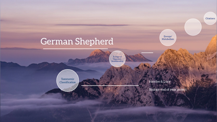 German Shepherd by Lucy Haydee on Prezi