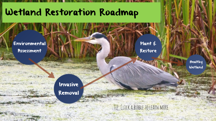 Wetland Restoration Roadmap by Anna Hoover on Prezi