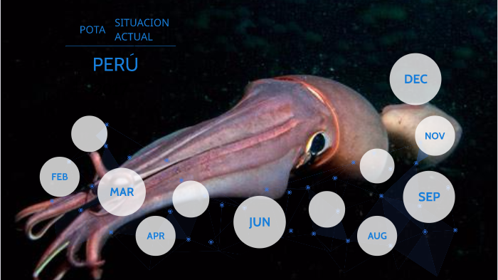 SITUACION ACTUAL DE LA POTA PERUANA by Greysy Amayo on Prezi