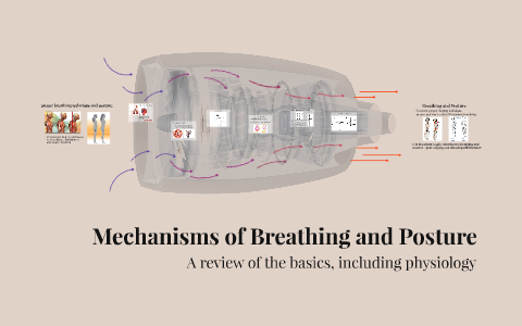 Mechanisms of Breathing and Posture by Jamie Muise on Prezi