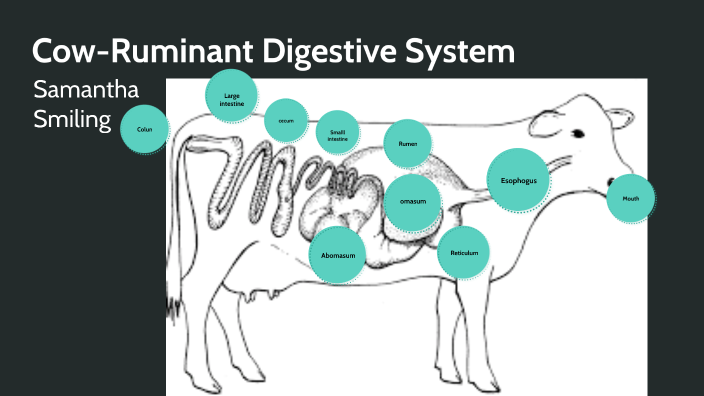 ruminant digestive system by Samantha Smiling on Prezi