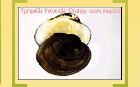 Orange-nacre mucket (Lampsilis Perovalis) by kaitlyn hunt on Prezi