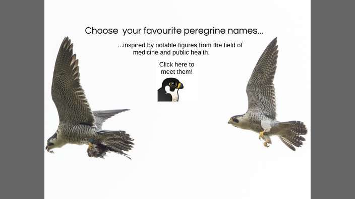 Salisbury Peregrine Names 2021 by Shane Brennan on Prezi