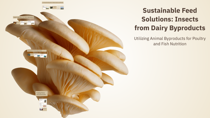 Sustainable Feed Solutions: Insects from Dairy Byproducts by Asif Khan ...