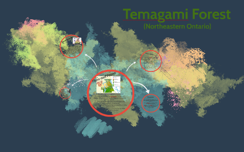 Temagami Forest by Doretta Bancroft on Prezi