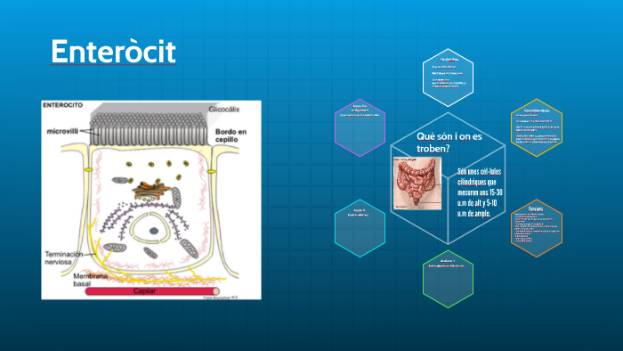 Enteròcit by Alba Martínez on Prezi