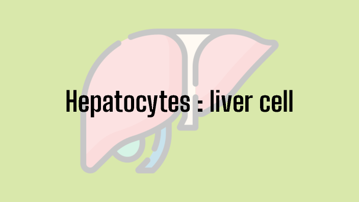 Hepatocytes: The Powerhouses of the Liver by solbi Ju on Prezi