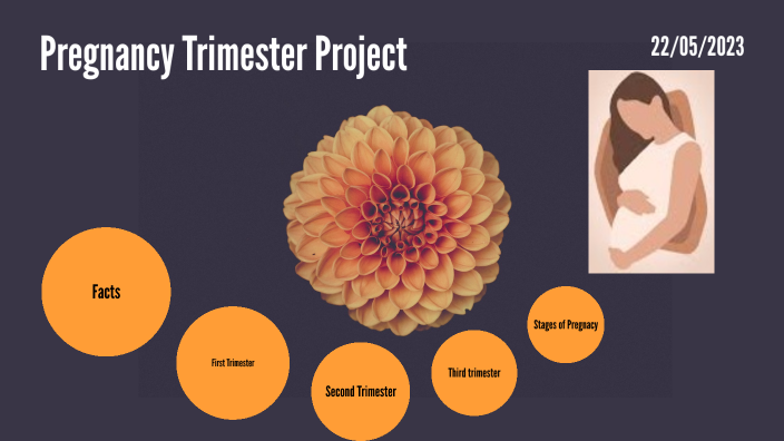 Pregnancy Trimester Project by Jorge Melendez on Prezi