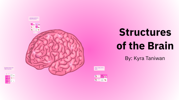 Structures of the Brain by kay la on Prezi