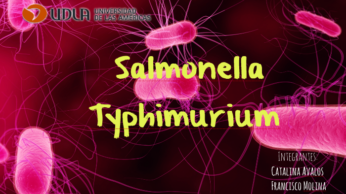 Salmonella Typhimurium by Francisco Mardones