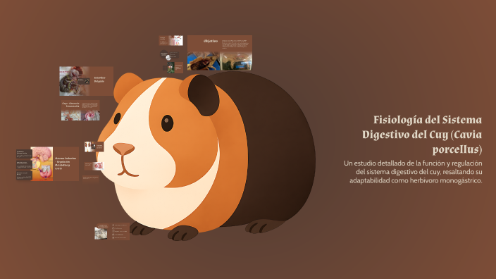 Fisiología del Sistema Digestivo del Cuy (*Cavia porcellus*) by Camila ...