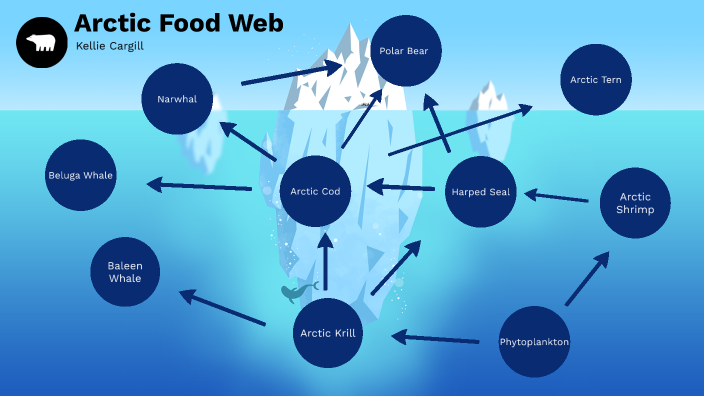 Arctic Food Web by Kellie Cargill on Prezi