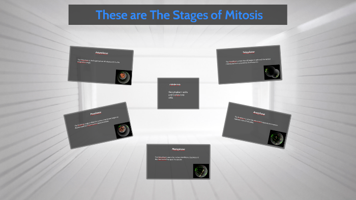 This is The Stages of Mitosis by Daniel Albritton