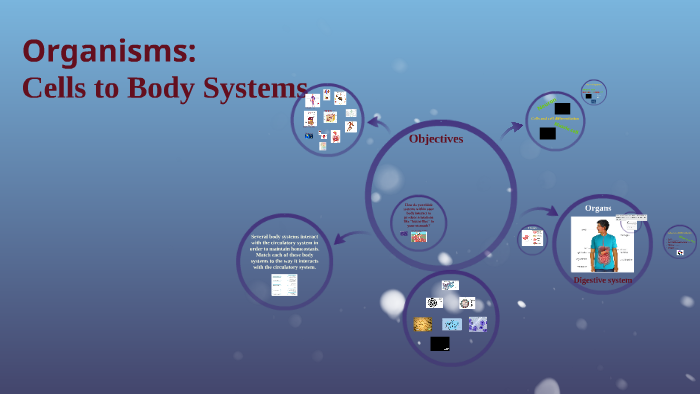 Cells to Body Systems by Hanadi Barghouthi