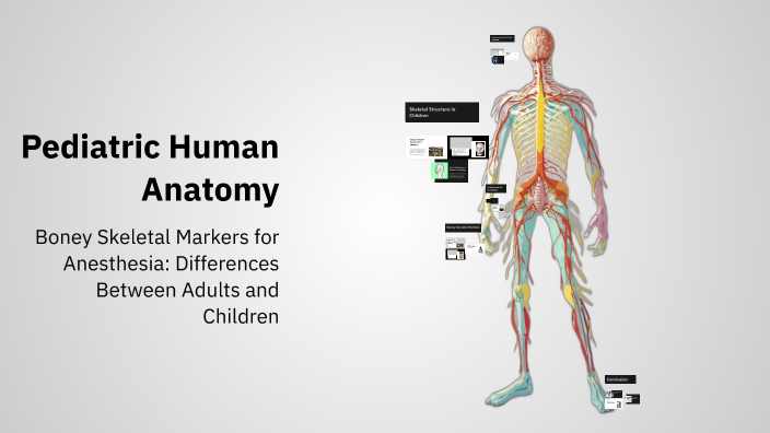 Pediatric Human Anatomy by Leanna Brewer on Prezi