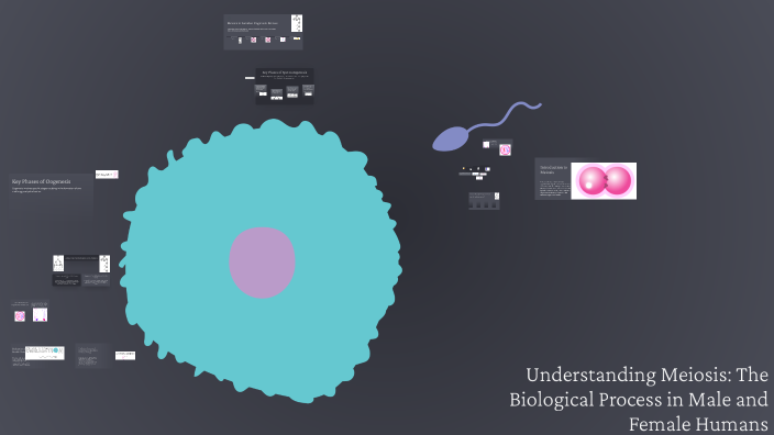 Understanding Meiosis: The Biological Process in Male and Female Humans ...