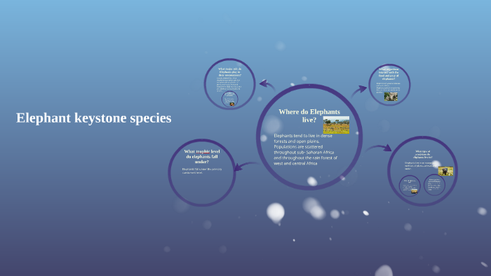 Elephant keystone species by savannah ard on Prezi