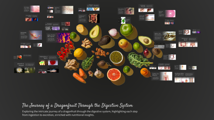 The Journey of a Dragonfruit Through the Digestive System by Leigh-Anna ...