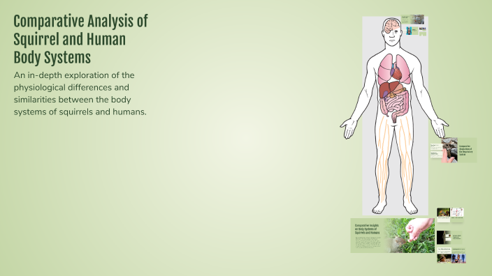 Comparative Analysis of Squirrel and Human Body Systems by Jayden Koge ...