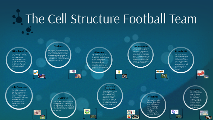The Football Terminology of a Cell by Elias Chapa on Prezi