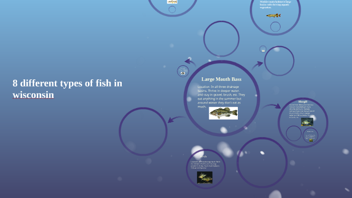 8 different types of fish in wisconsin by Dr.store store on Prezi