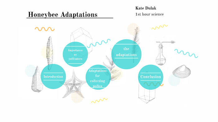 honey bee Adaptations by kate dulak on Prezi