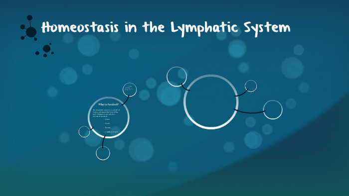Homeostasis in the Lymphatic System by Caroline Torres on Prezi
