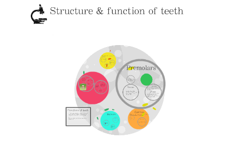Structure & function of teeth by mohamed behery on Prezi