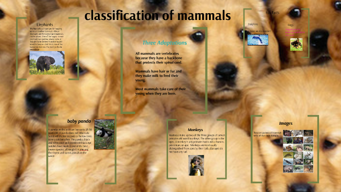 Classification of mammals by Samantha Franz on Prezi