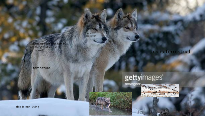 wolf ecosystem by alison penchuk on Prezi