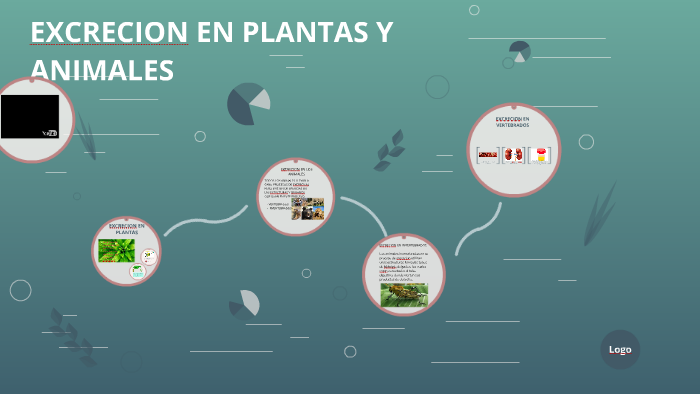 EXCRECION EN PLANTAS Y ANIMALES by Thol Carmona on Prezi