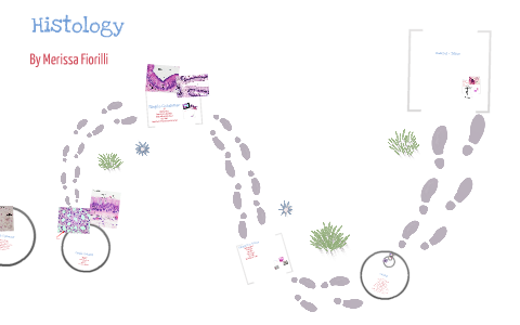 Histology by Merissa Fiorilli on Prezi