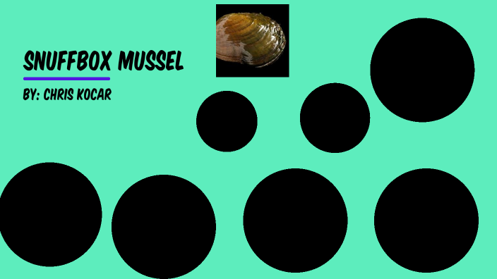 Snuffbox Mussel by Chris Kocar on Prezi