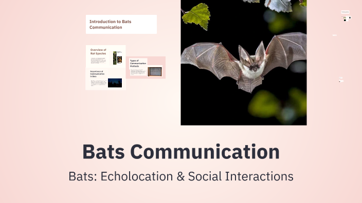 Bats Communication by Khải Trần Quang on Prezi