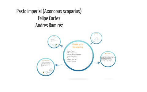 Pasto imperial (Axonopus scoparius) by Felipe Cortes Fierro on Prezi