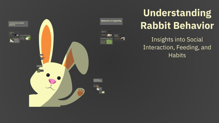 Understanding Rabbit Behavior by Kaitlyn Foster on Prezi