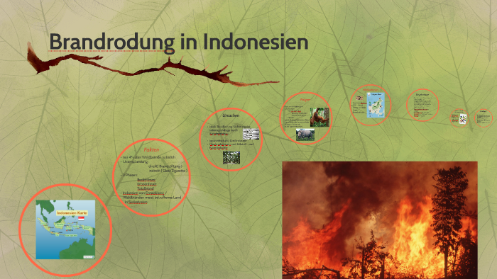 Brandrodung in Indonesien by Brinja Maiwaldt on Prezi