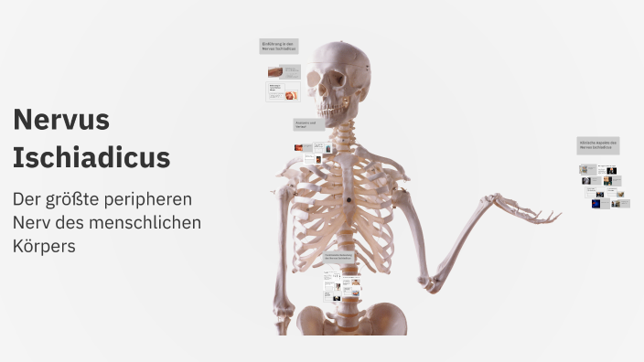 Nervus Ischiadicus by Leon Aschenbrenner on Prezi