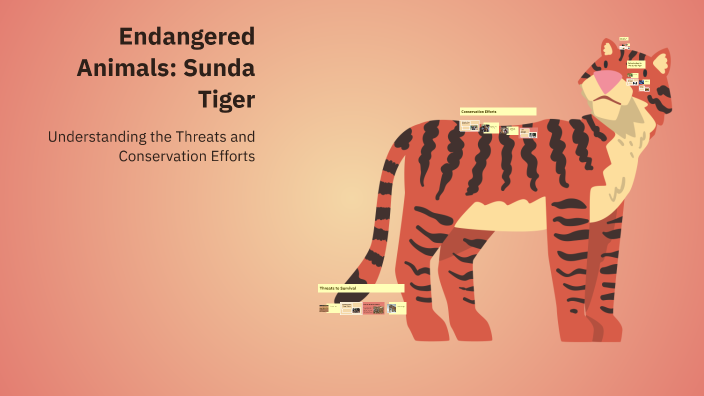 Endangered Animals: Sunda Tiger by Faith Spellacy on Prezi