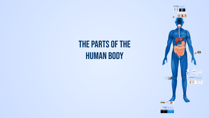 Exploring the Human Body: A Comprehensive Overview by julia stepien on ...