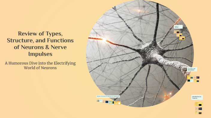 Review of Types, Structure, and Functions of Neurons & Nerve Impulses ...