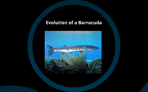 Evolution of a Barracuda by andrew nguyen on Prezi