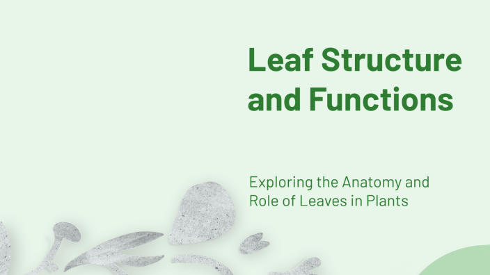 Leaf Structure and Functions by Jaira Galera on Prezi