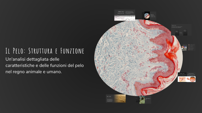 Il Pelo: Struttura e Funzione by amammss msmdmd on Prezi
