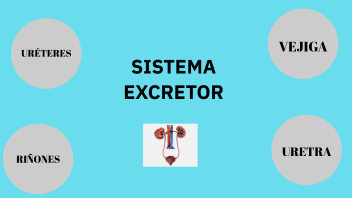 SISTEMA EXCRETOR by natalia redruello on Prezi