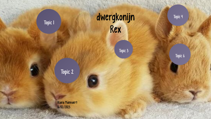 dwergkonijn Rex by kiara mannaert on Prezi