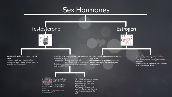Sex Hormones by Tegan Weaver on Prezi
