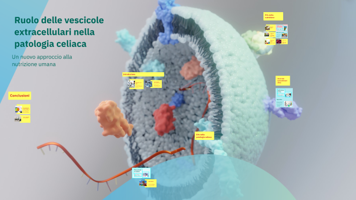 Ruolo delle vescicole extracellulari nella patologia celiaca by Roberto ...